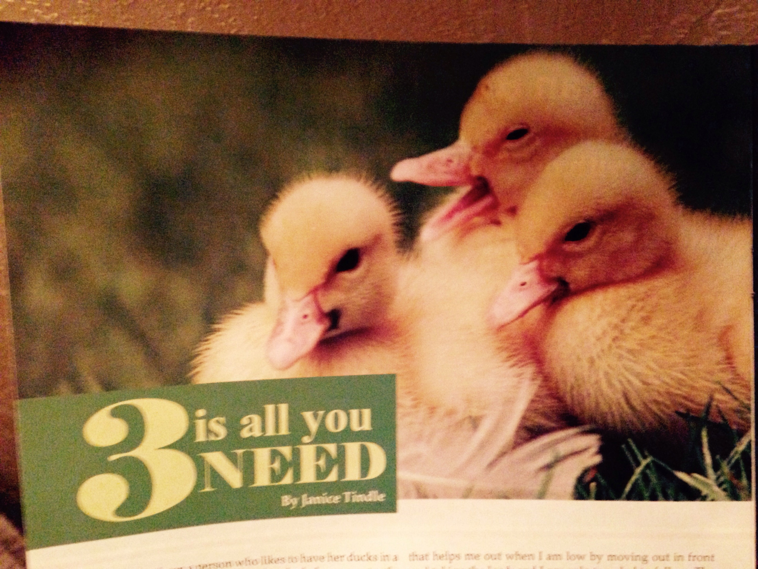 Three Is All You Need by Janice Tindle | janicetindle